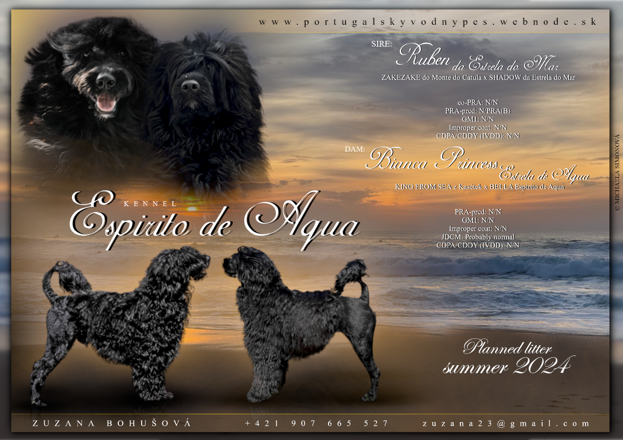 Vrh E Leto 2024 :: Portugalský vodný pes